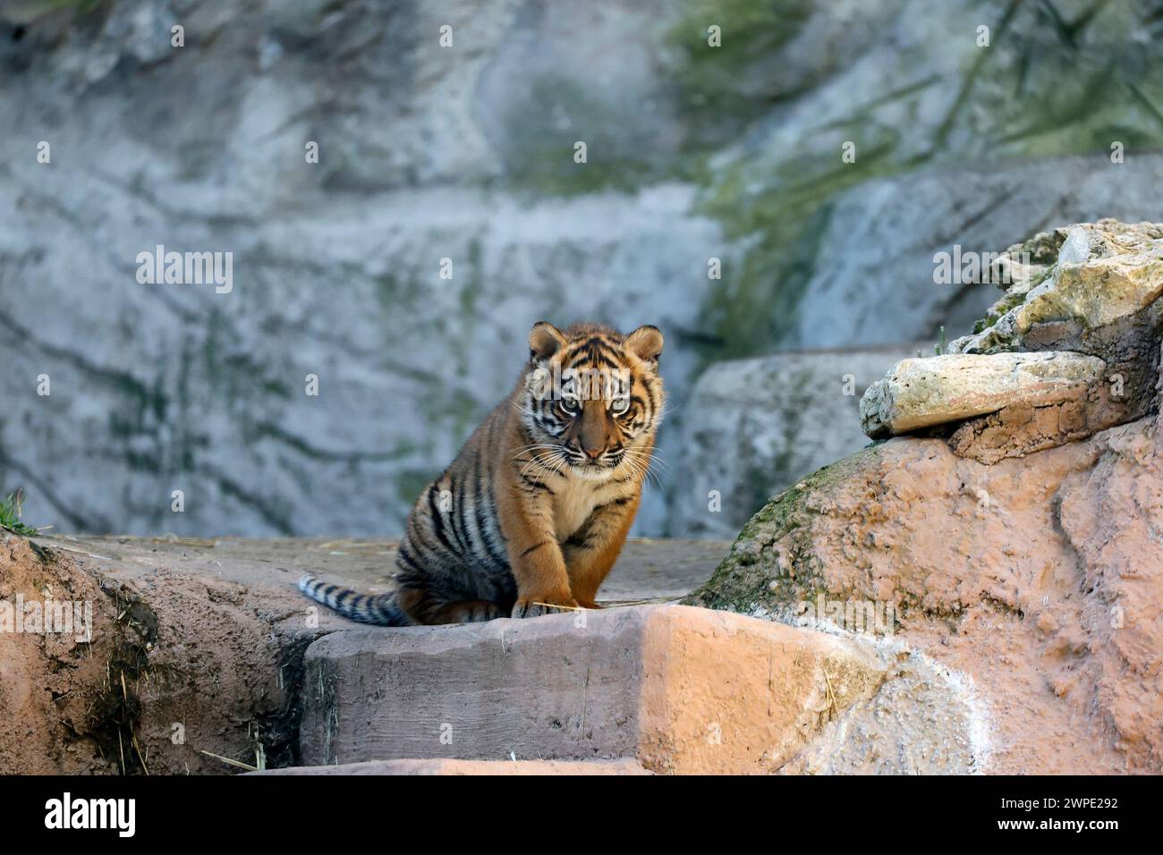 Kala la piccola tigre di Sumatra è la nuova nata al Bioparco di Roma a ...