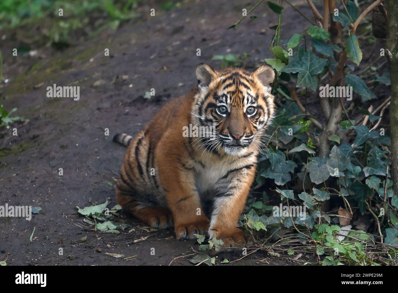 Padre natura hi-res stock photography and images - Alamy