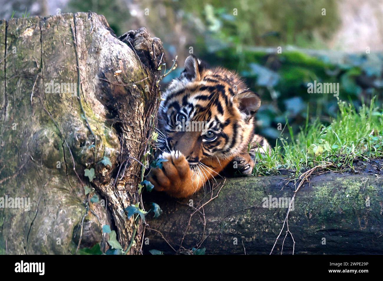 Roma, Italia. 07th Mar, 2024. Kala la piccola tigre di Sumatra è la ...