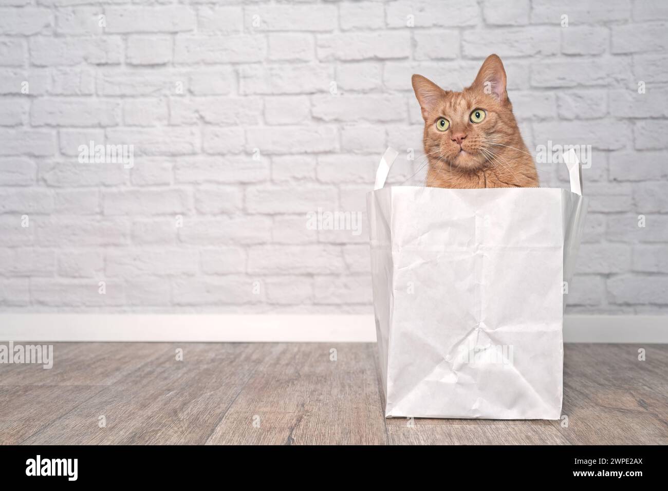 Cute ginger cat looking curious out of a paper bag. Horizontal image ...