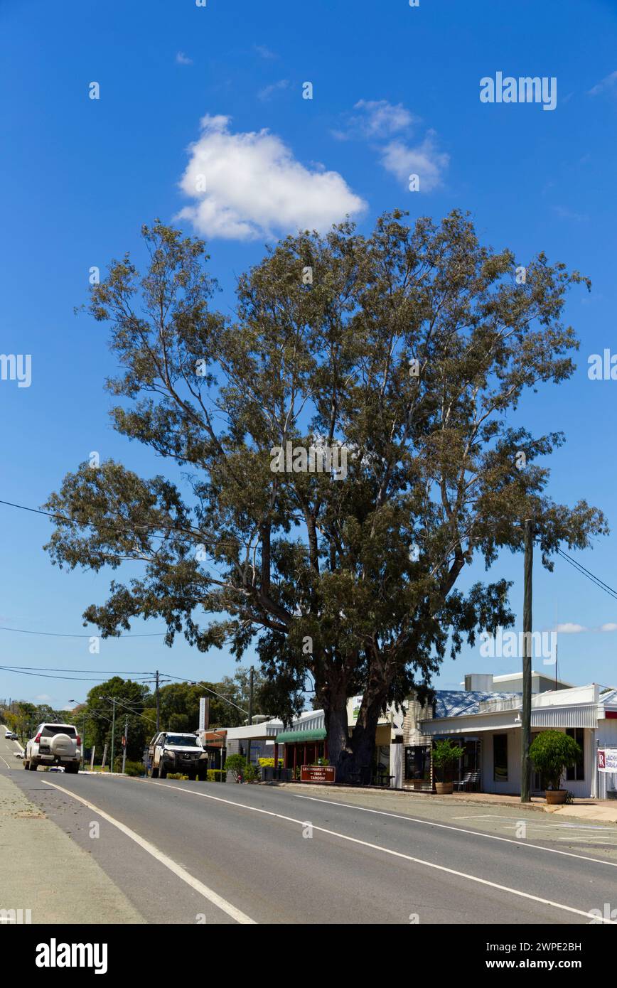 Over 300 years old this Coolibah Tree was marked by Australian Explorer ...
