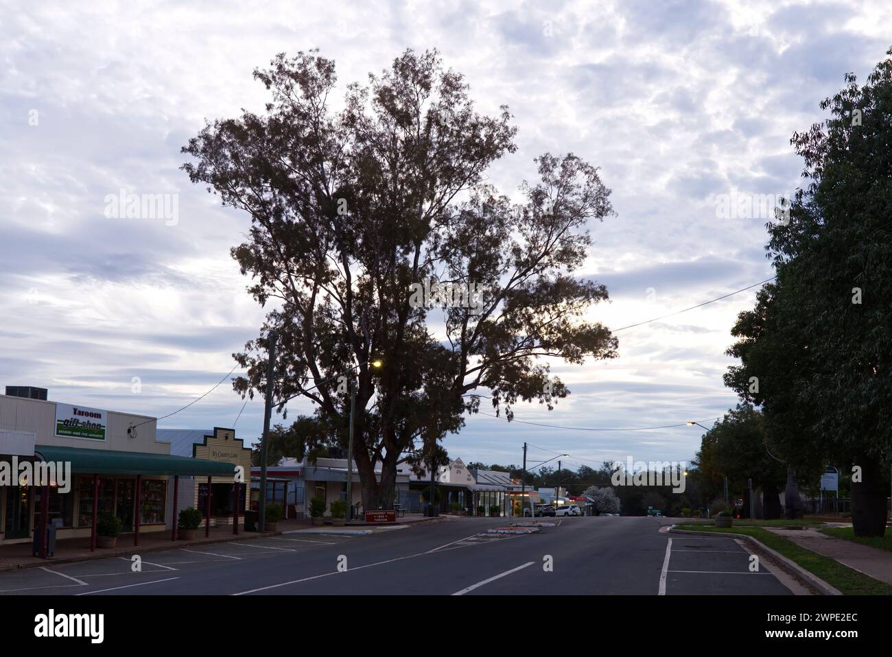 Over 300 years old this Coolibah Tree was marked by Australian Explorer ...
