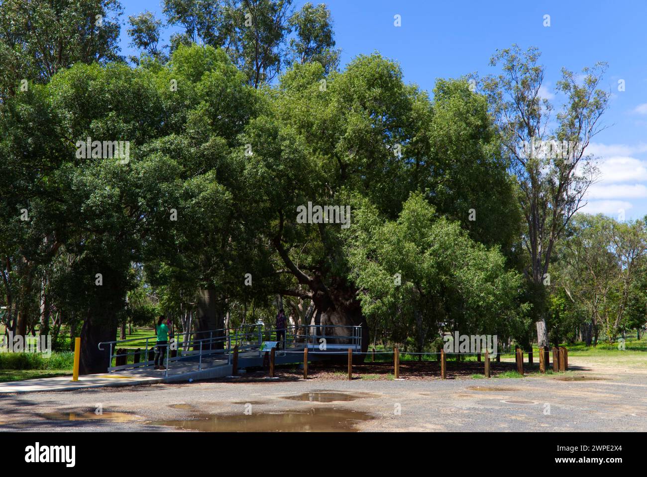 Romas big bottle tree hi-res stock photography and images - Alamy