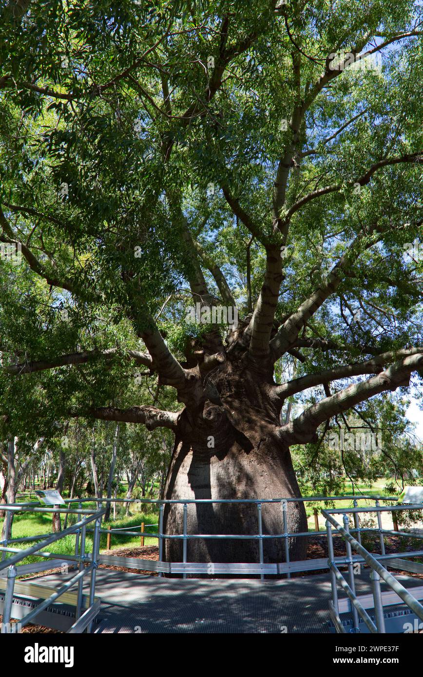 Romas big bottle tree hi-res stock photography and images - Alamy
