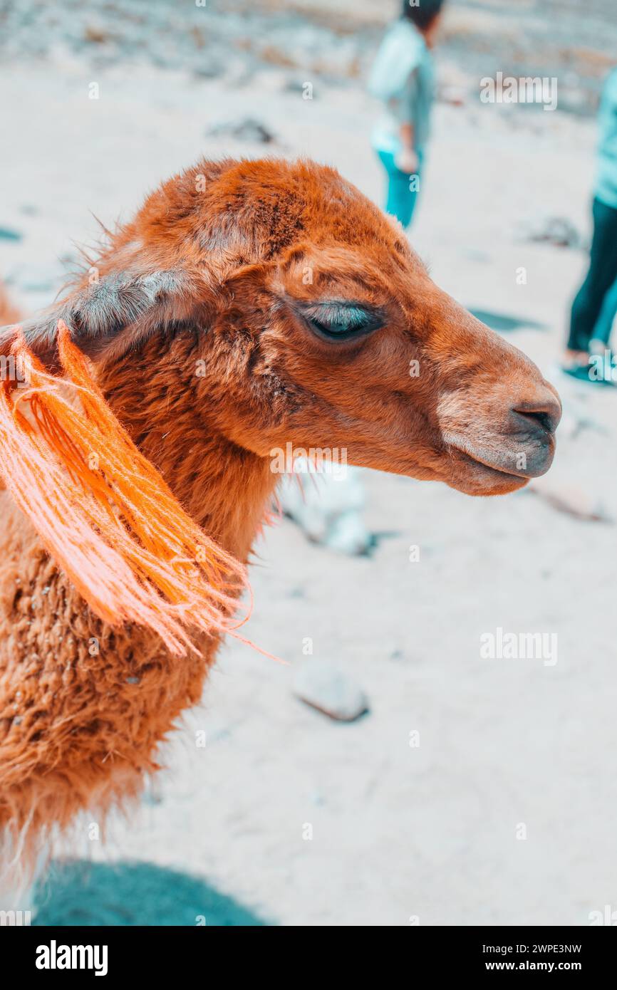 Llamas and cactus hi-res stock photography and images - Alamy