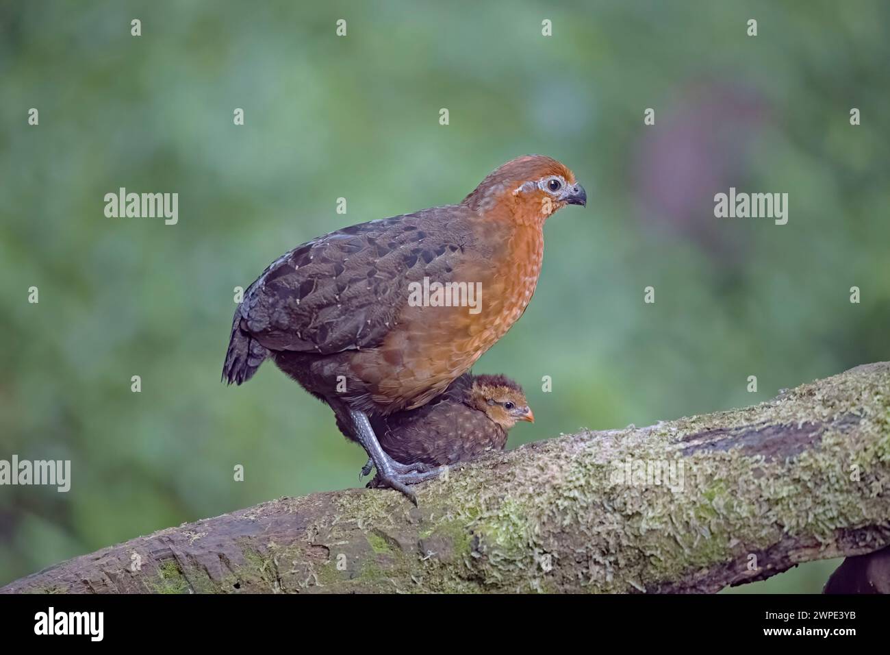 Chestnut wood quail odontophorus hyperythrus hi-res stock photography ...