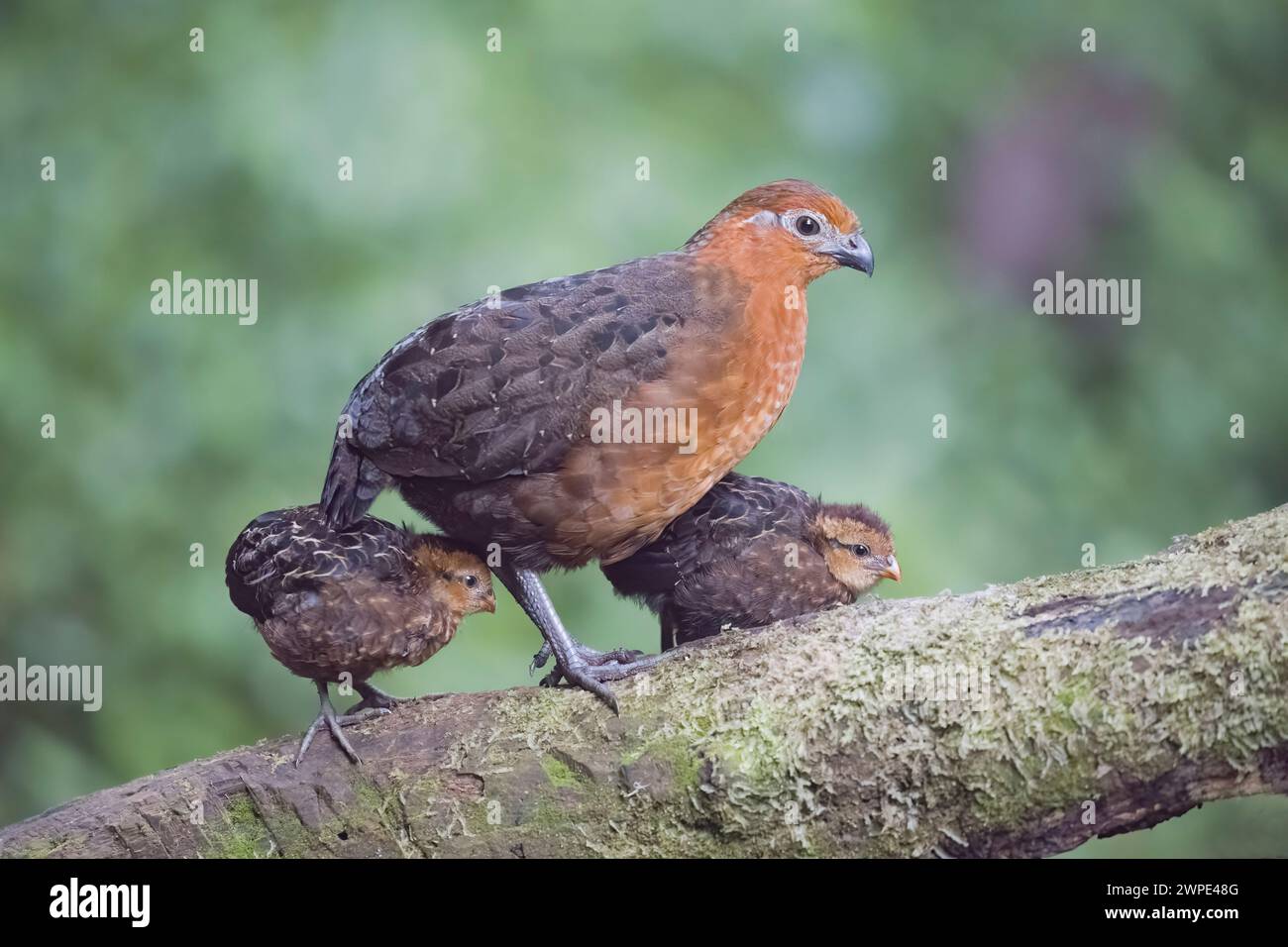 Chestnut wood quail odontophorus hyperythrus hi-res stock photography ...
