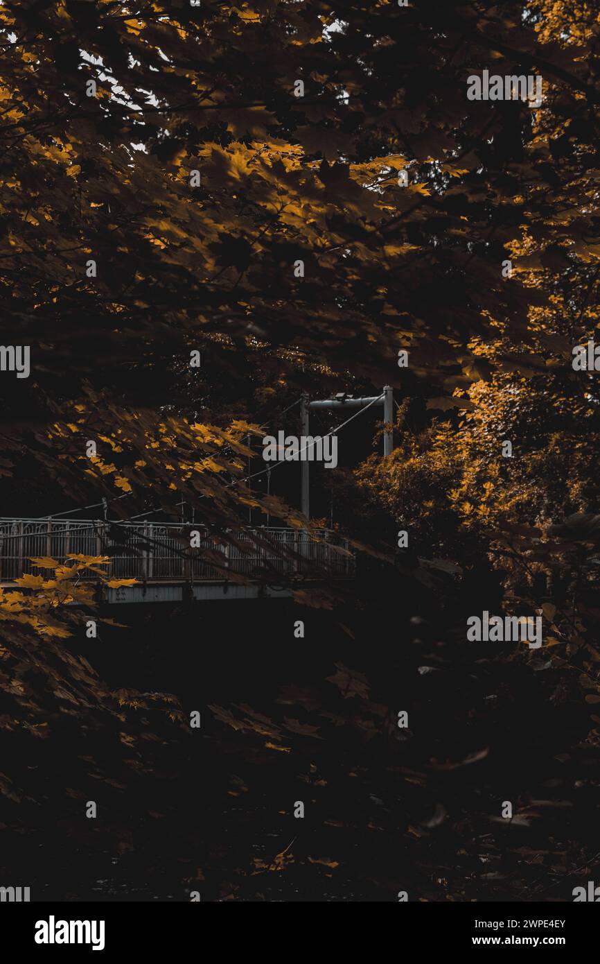 Harry potter forest hi-res stock photography and images - Alamy