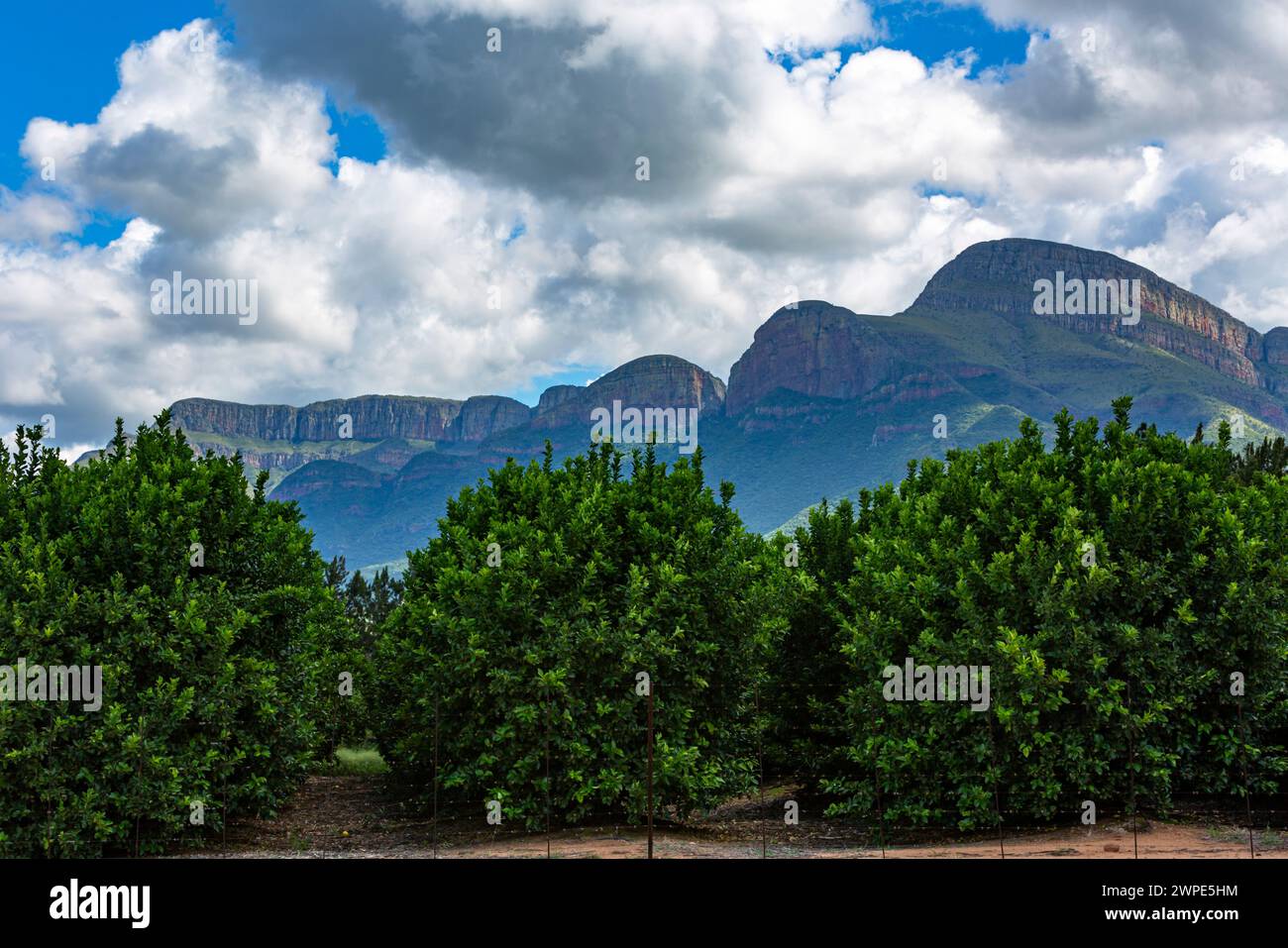 Large green trees at the foot of the mountain Mariepskop South Africa ...