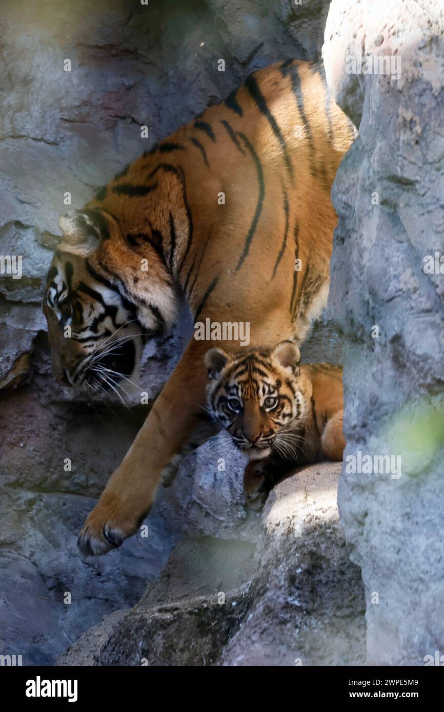 Roma, Italia. 07th Mar, 2024. Kala la piccola tigre di Sumatra è la ...