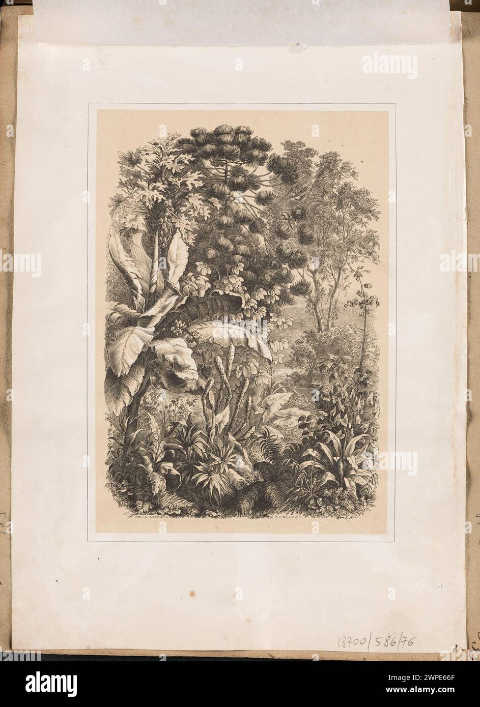 This lithograph by Wilhelm Bachman depicts the interior of a rainforest ...