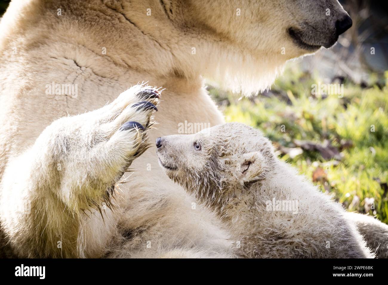 MIERLO - Mother Frimas comes out for the first time with her newborn ...