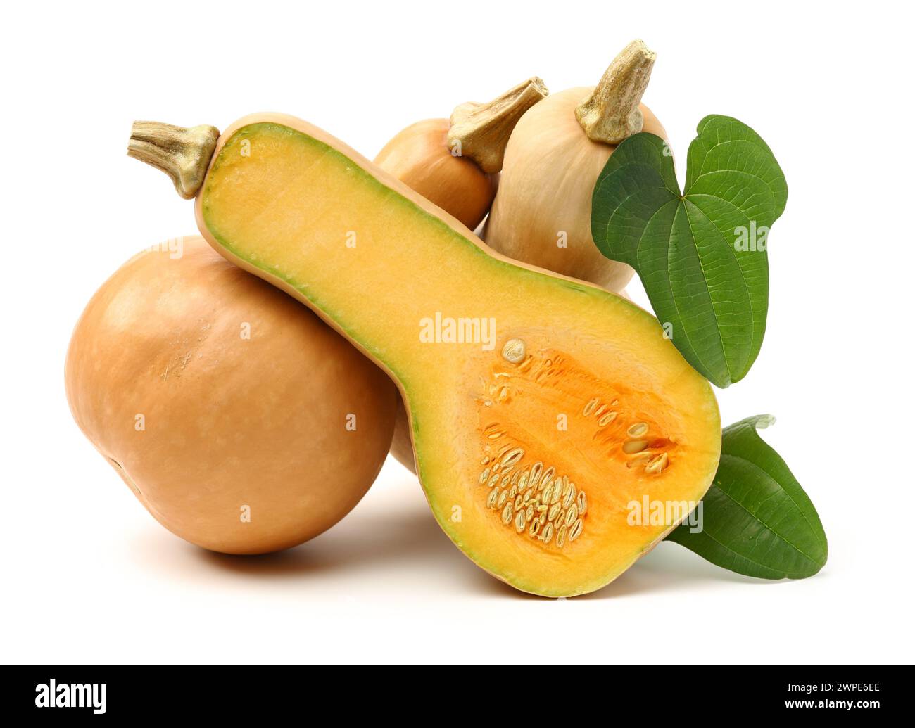 fresh butternut pumpkin on white background Stock Photo - Alamy