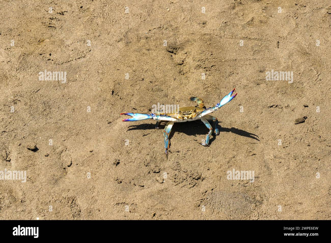 Crab position hi-res stock photography and images - Alamy