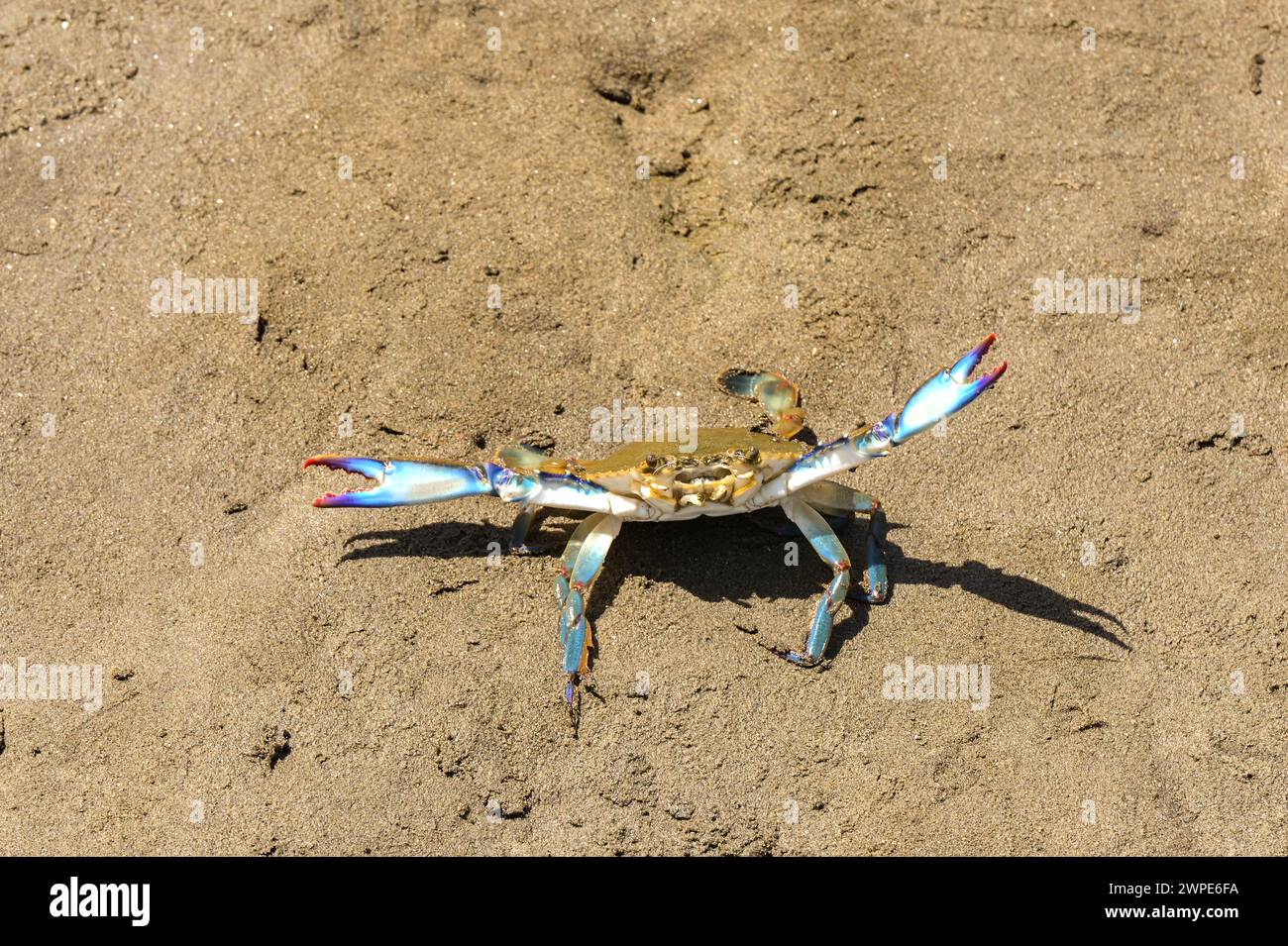 Crab position hi-res stock photography and images - Alamy