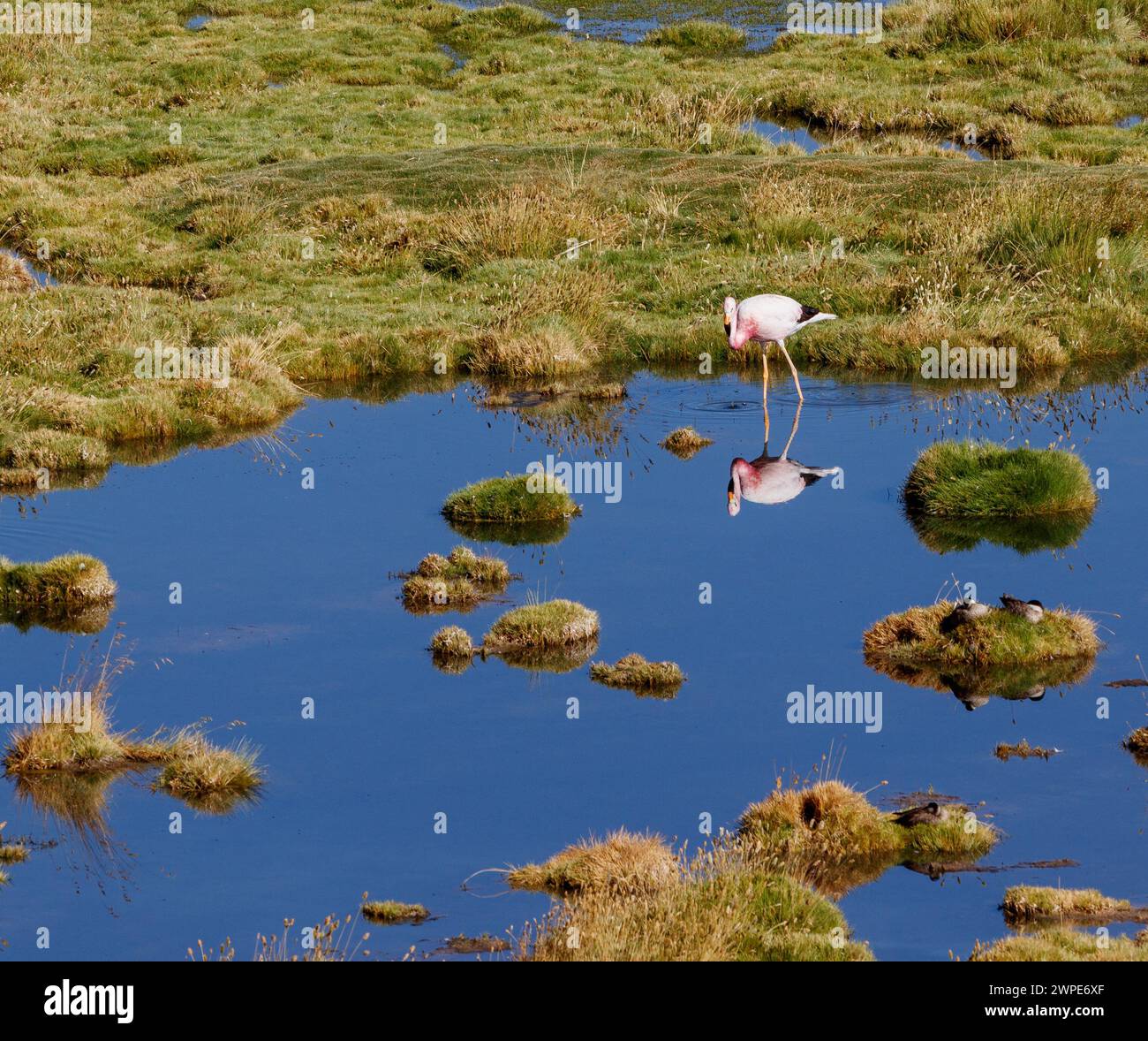 Flamingos in the scenic wetlands Vado Rio Putana between San Pedro de ... Flamingos in the scenic wetlands Vado Rio Putana between San Pedro de ...