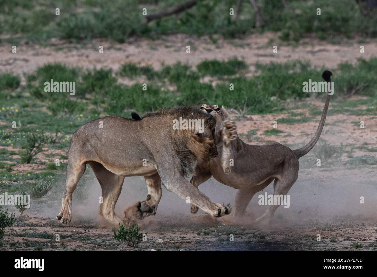 The turf war gets heated AFRICA HEART-WRENCHING images show a defiant ...