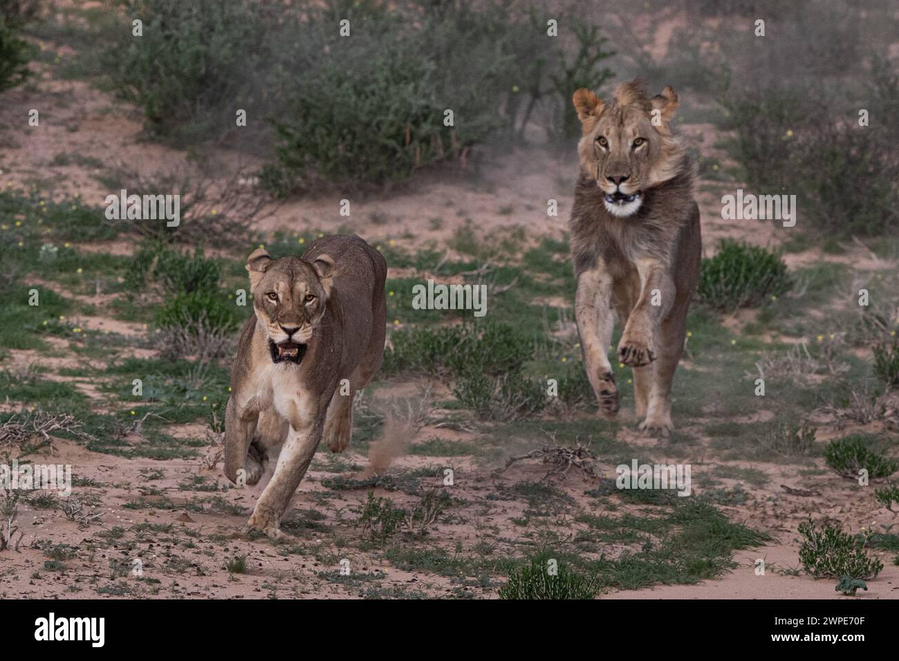 The mother lures the lion away from her cubs AFRICA HEART-WRENCHING ...