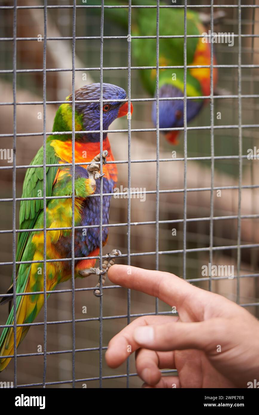 Hand, person and parrots in a cage, nature and habitat with bird ...