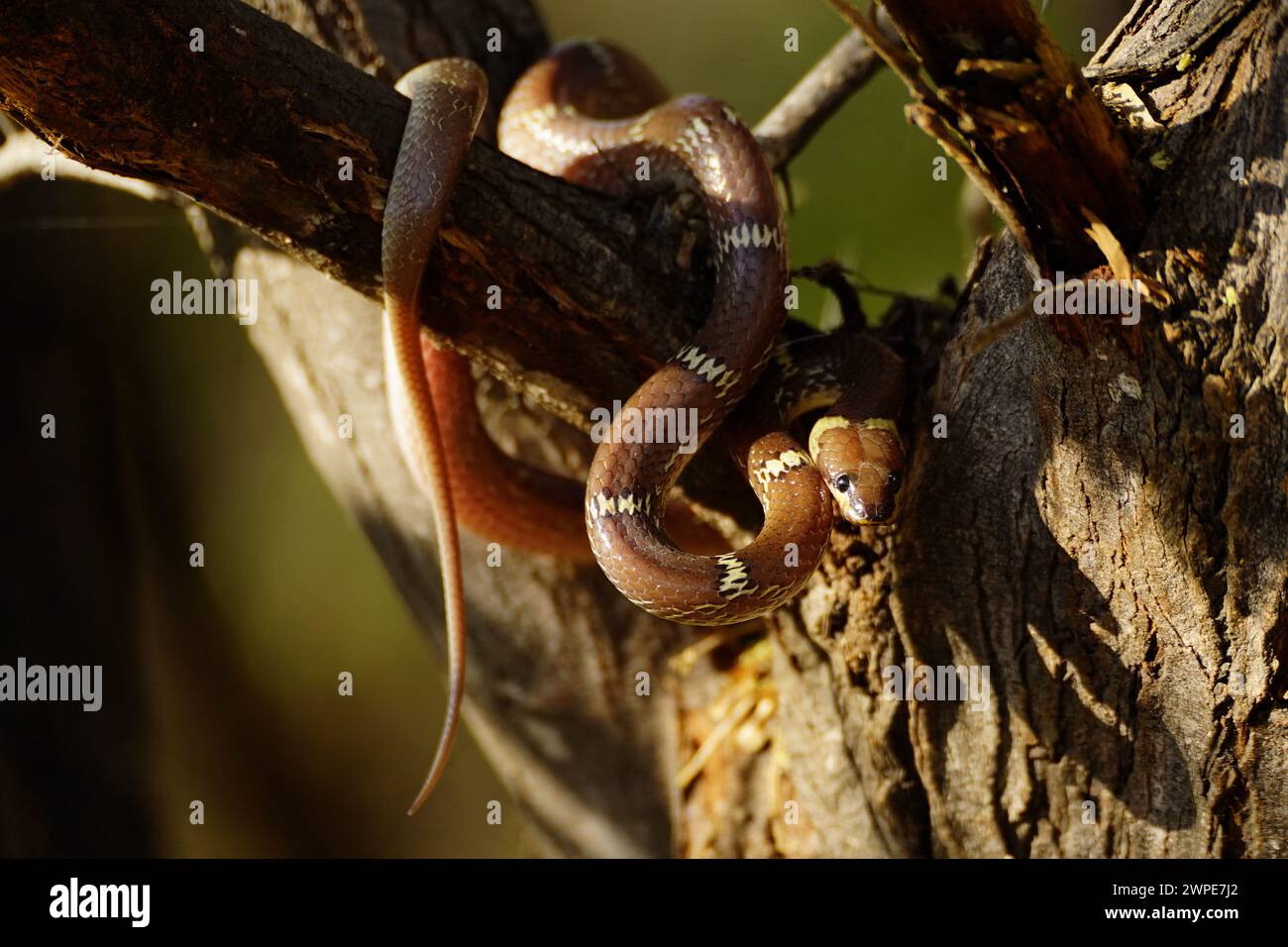 Ajmer, India. 06th Mar, 2024. Common wolf snake (Lycodon capucinus ...