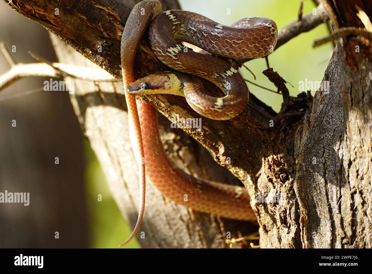 Ajmer, India. 06th Mar, 2024. Common wolf snake (Lycodon capucinus ...