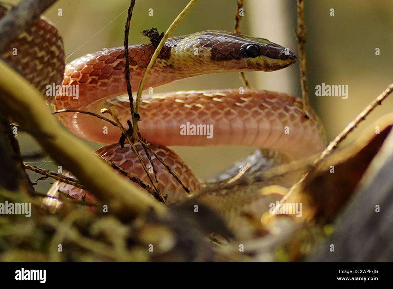 Ajmer, India. 06th Mar, 2024. Common wolf snake (Lycodon capucinus ...