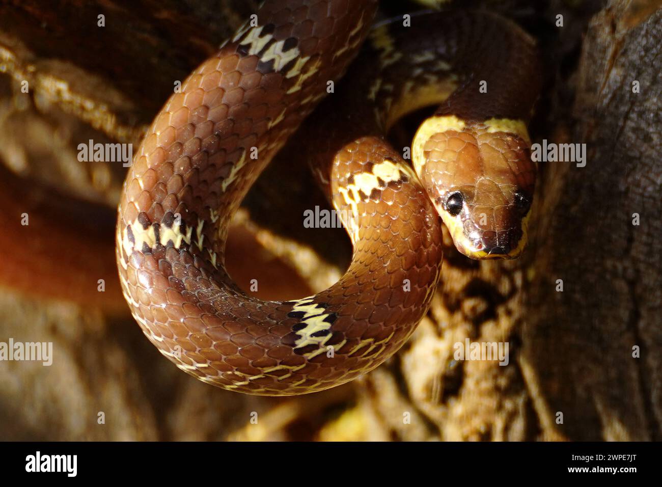Ajmer, India. 06th Mar, 2024. Common wolf snake (Lycodon capucinus ...