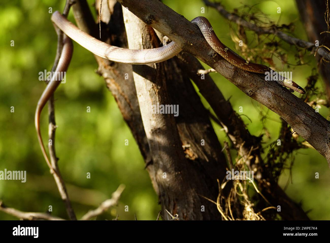 Ajmer, India. 06th Mar, 2024. Common wolf snake (Lycodon capucinus ...