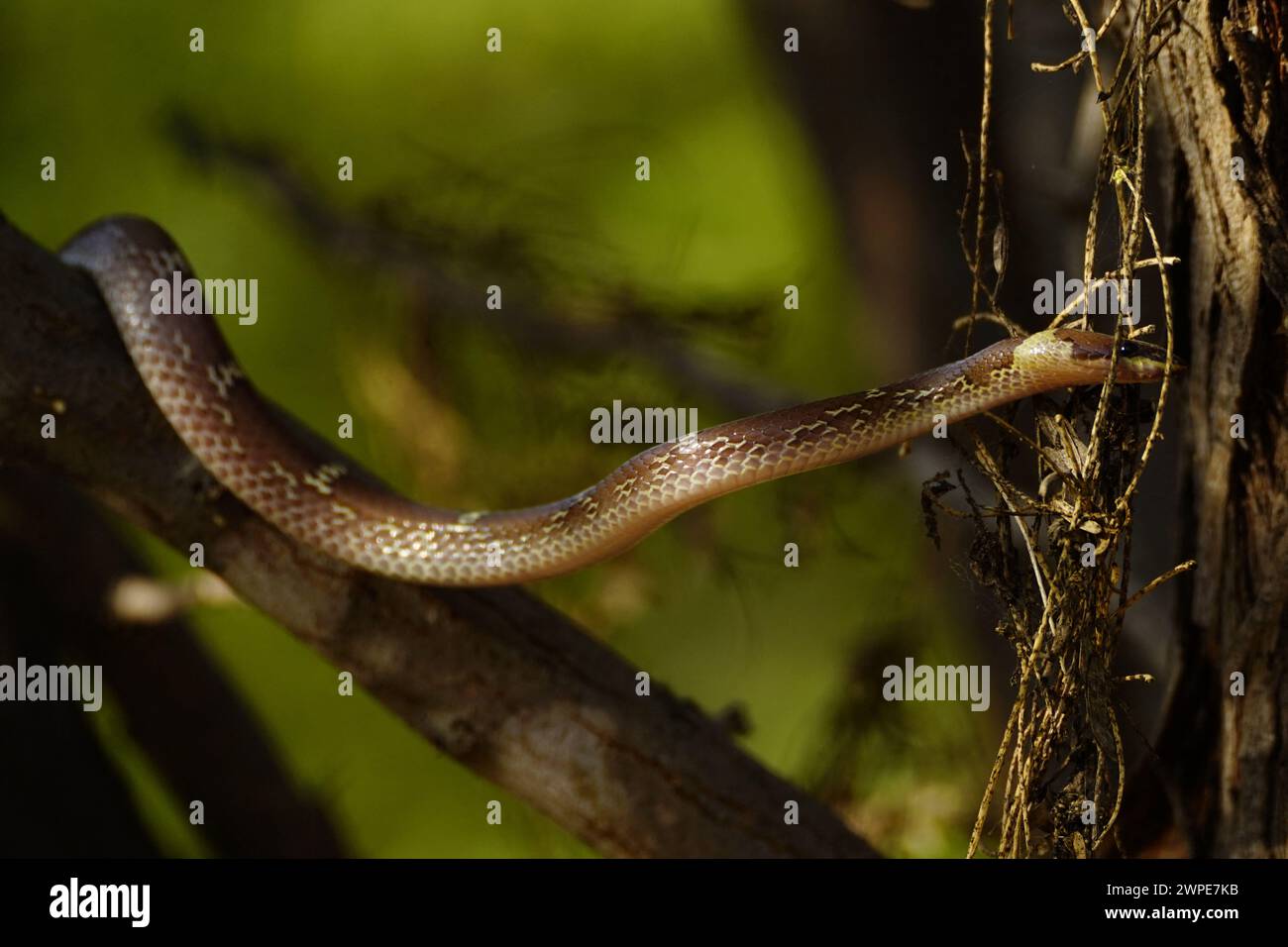 Ajmer, India. 06th Mar, 2024. Common wolf snake (Lycodon capucinus ...