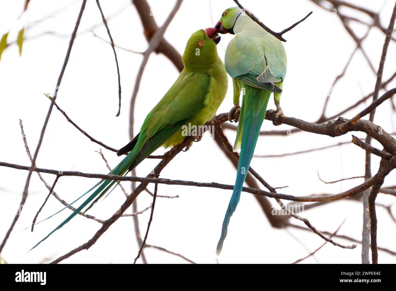 Pushkar, India. 04th Mar, 2024. A parrot couple seems to be kissing ...