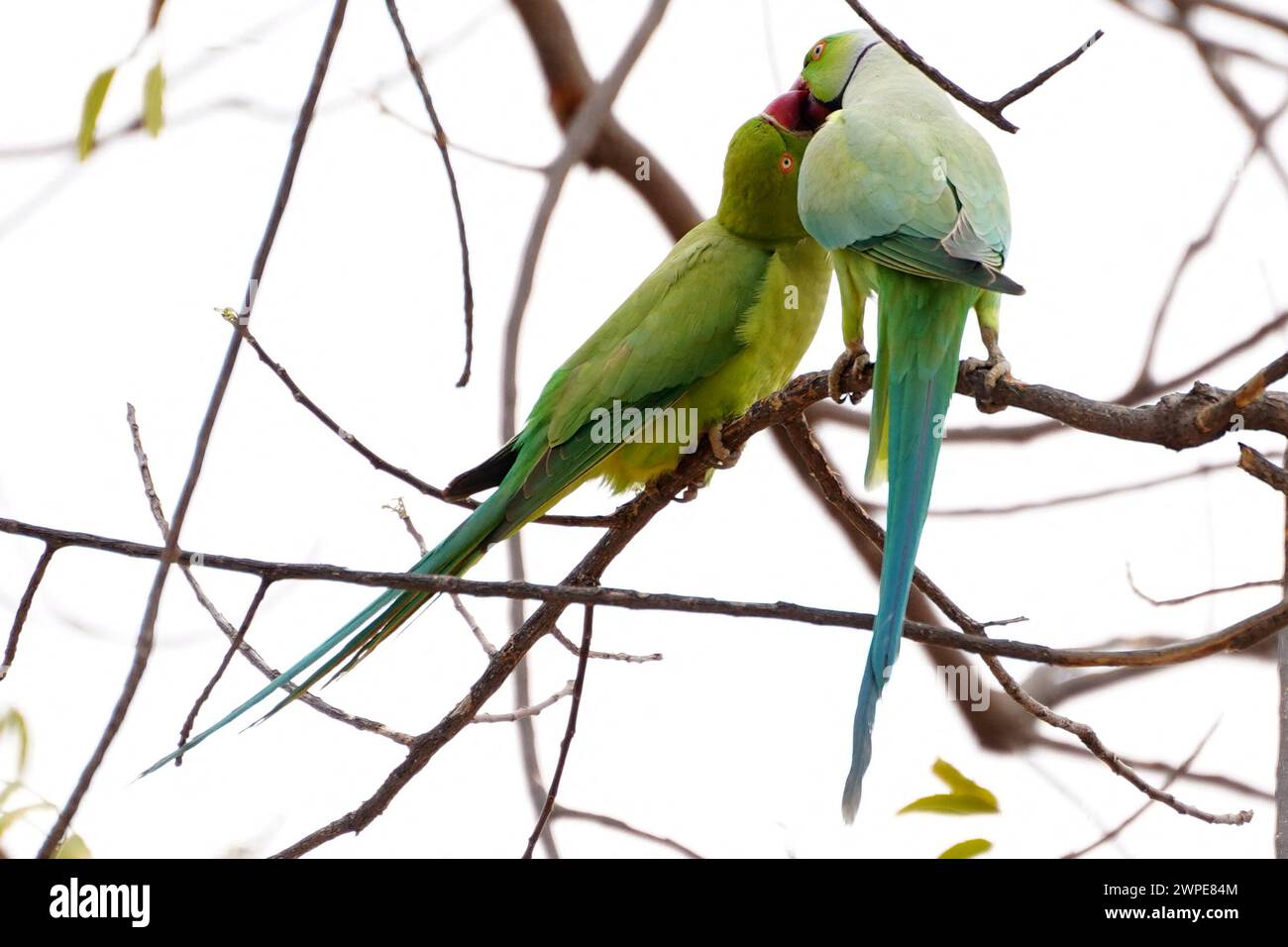 Parrot couple hi-res stock photography and images - Alamy