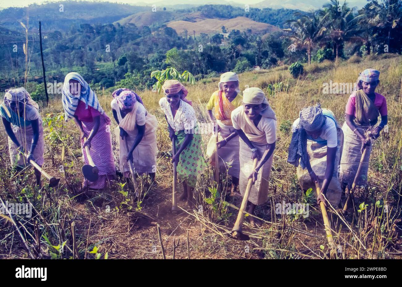 Sri Lanka, Nuwara Eliya region, women are weeding their cooperative ...