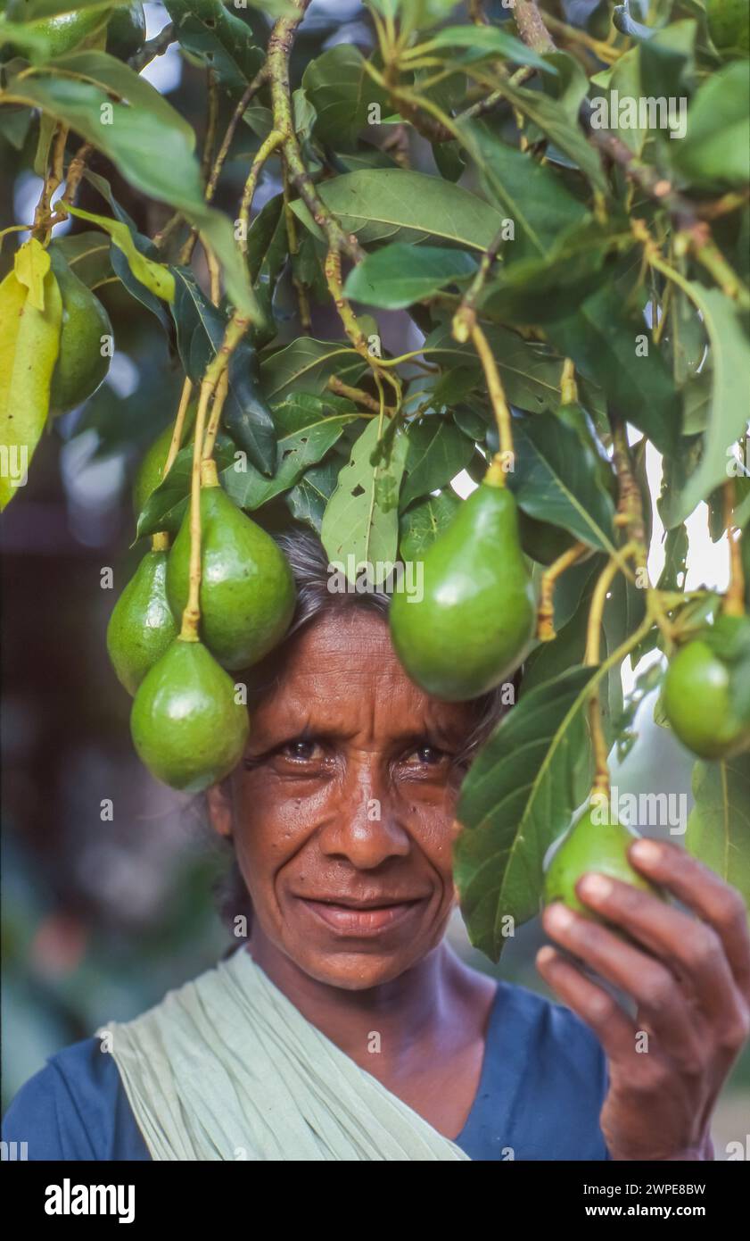 Sri Lanka, Minipe region; woman is working in an avocado plantation ...