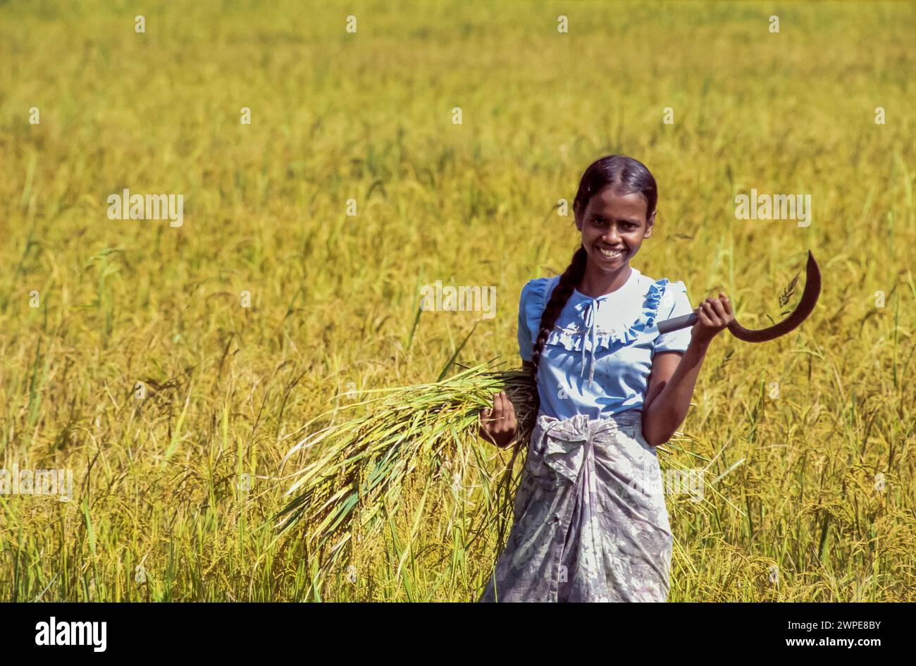 Sri Lanka, ;Sabaragamuwa; Girl manually harvest rice from a field ...