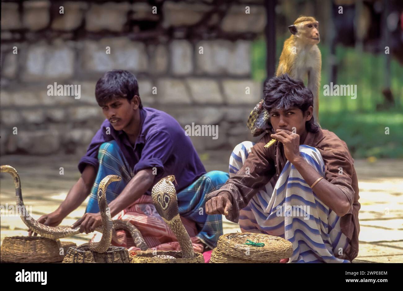 Sri Lanka, Kandy; Snake charmers are doing an act with cobra's and a ...