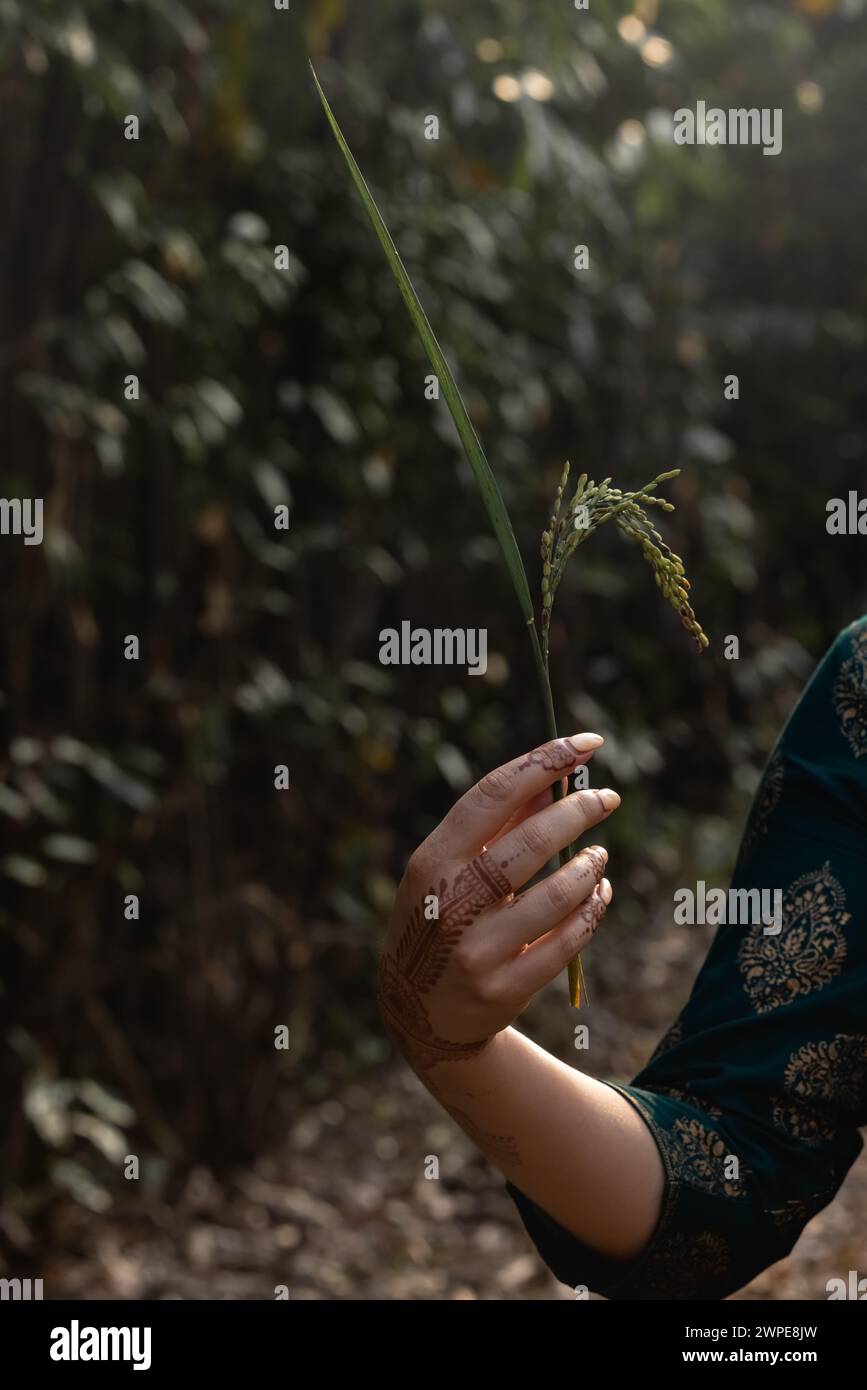 A woman's hand in mehndi holds a wheat sprout in India, symbolizing ...