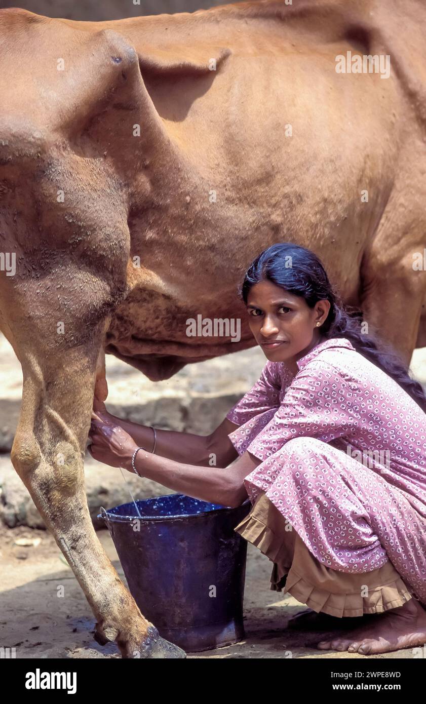 Sri Lanka, Minipe region; Woman is milking a cow Stock Photo - Alamy