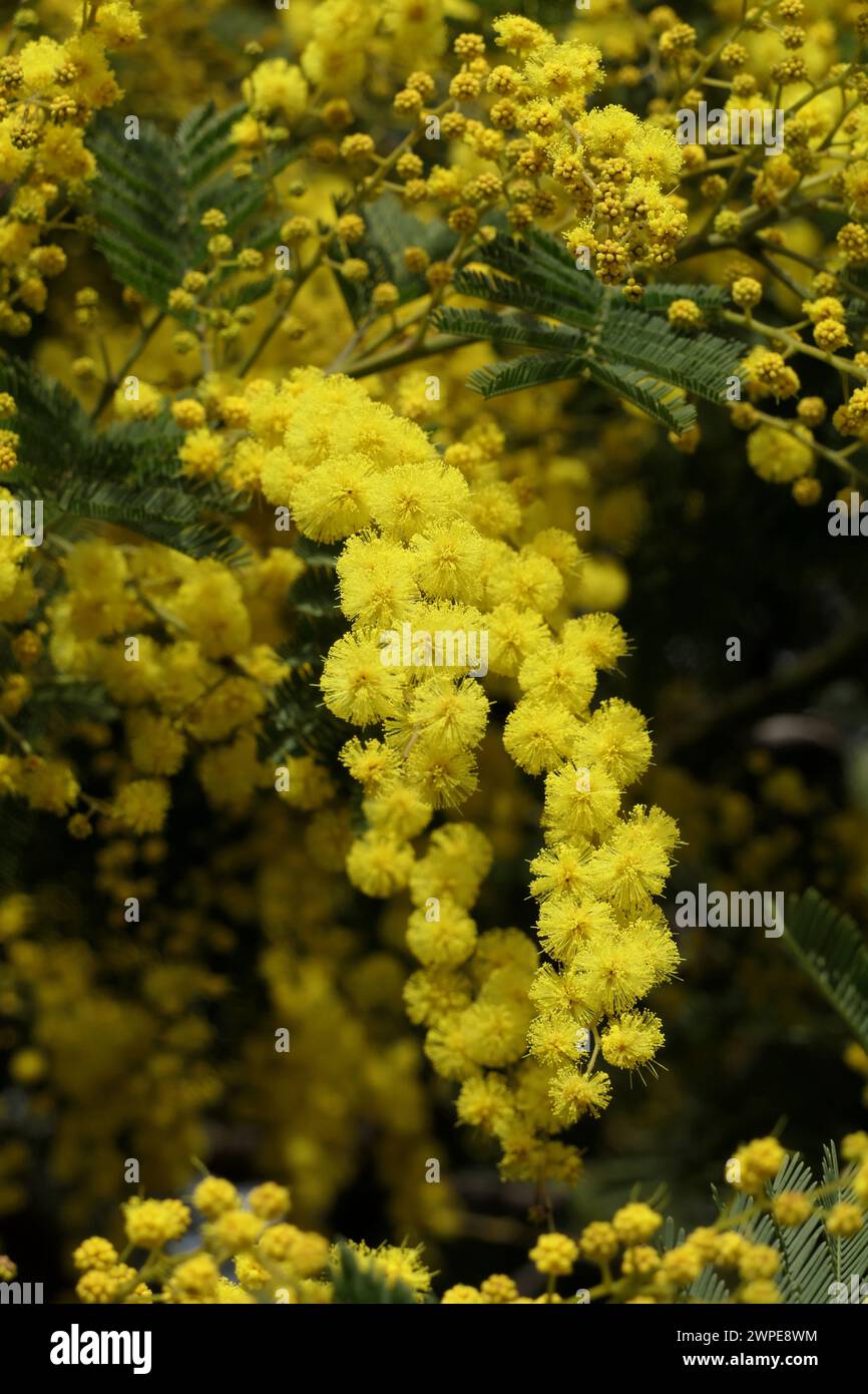 Acacia dealbata flowers hi-res stock photography and images - Alamy