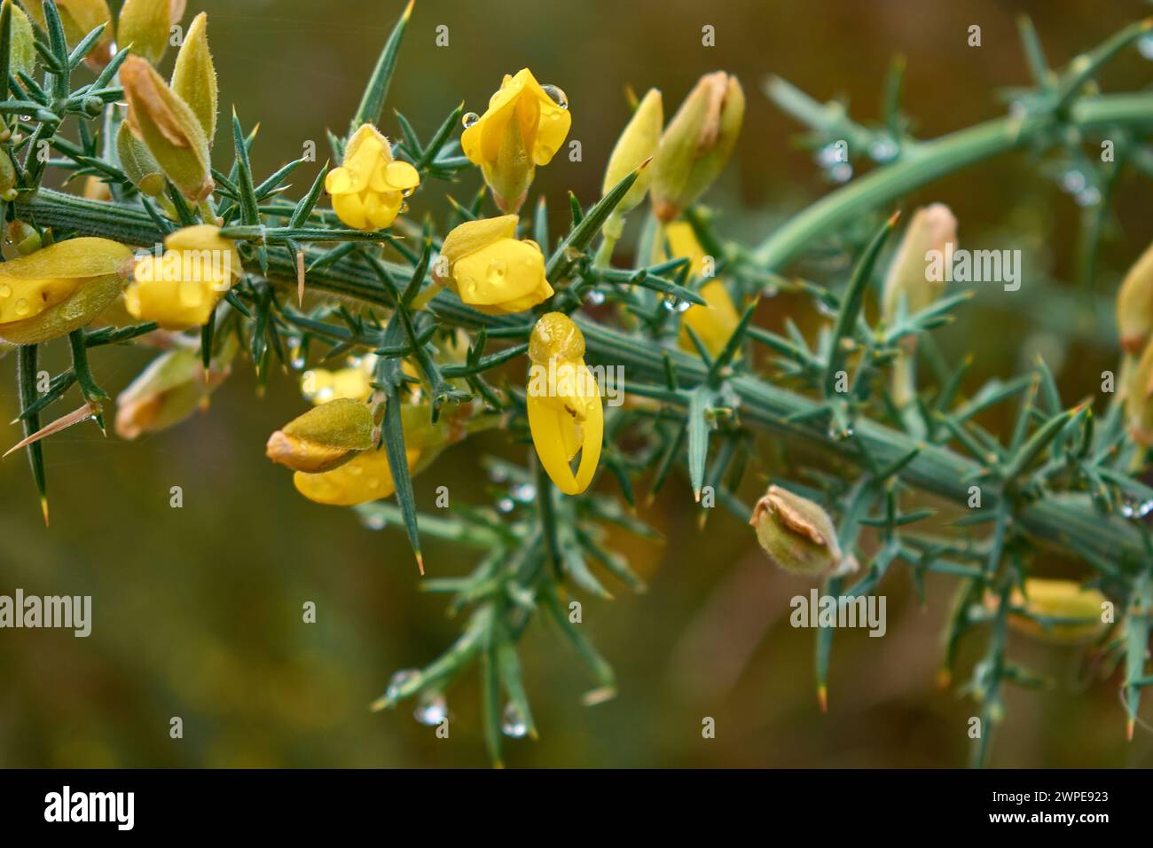 Gorse bush tree hi-res stock photography and images - Alamy