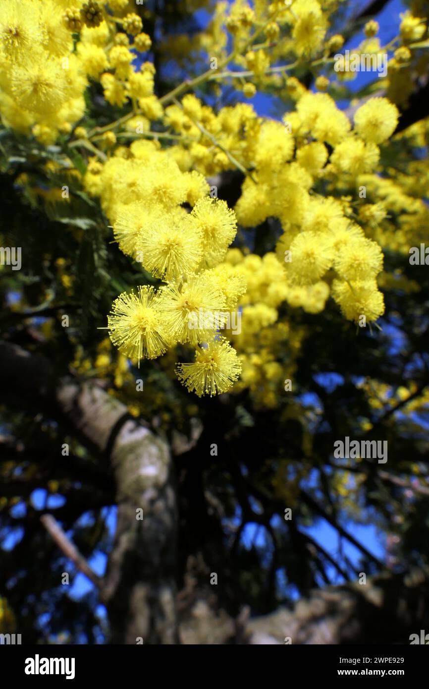 Acacia dealbata flowers hi-res stock photography and images - Alamy