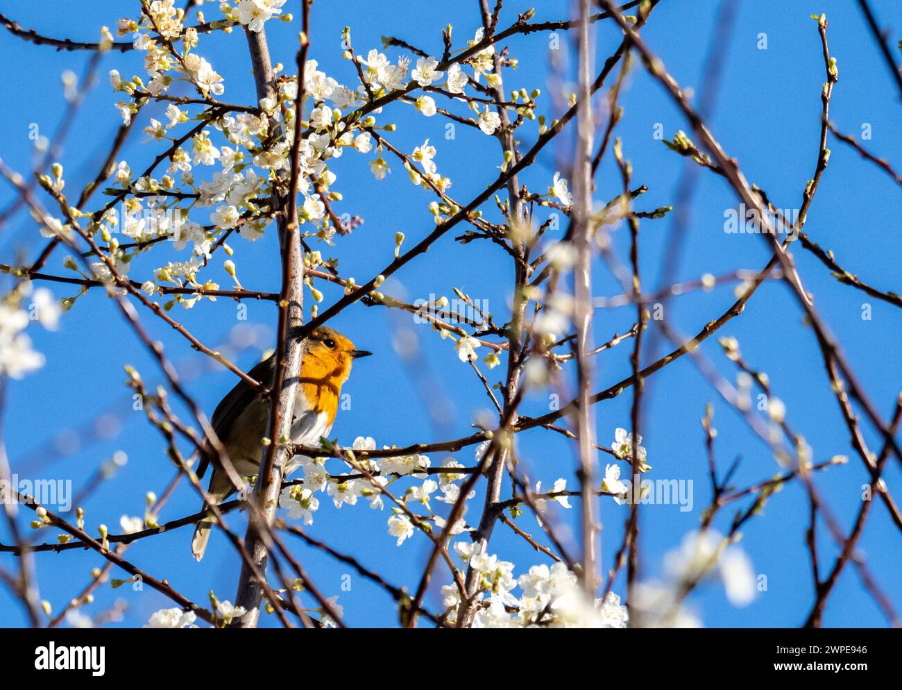 A Robin, Erithacus rubecula in a tree with blossom in Ambleside, Lake ...