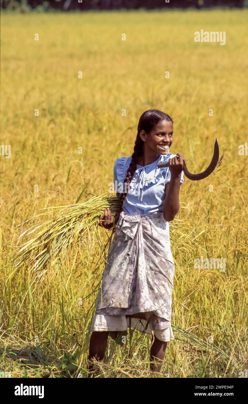 Sri Lanka, ;Sabaragamuwa; Girl manually harvest rice from a field ...