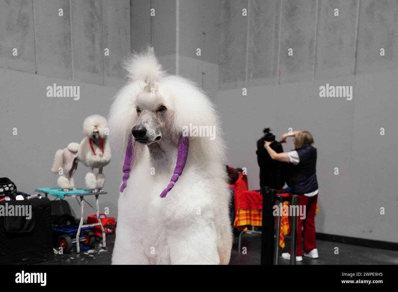 Crufts 2024 standard poodle hi-res stock photography and images - Alamy