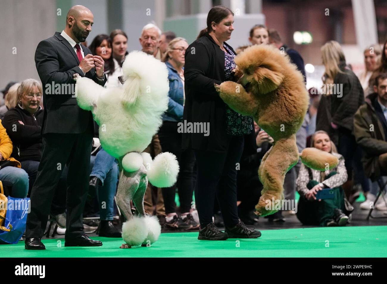 Standard Poodles in the showring during the first day of the Crufts Dog ...