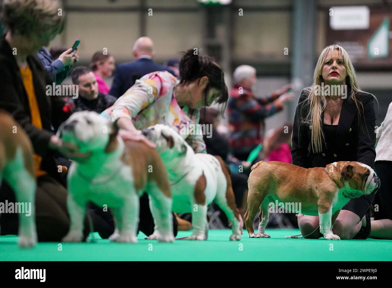 English Bulldogs in the showing during the first day of the Crufts Dog ...