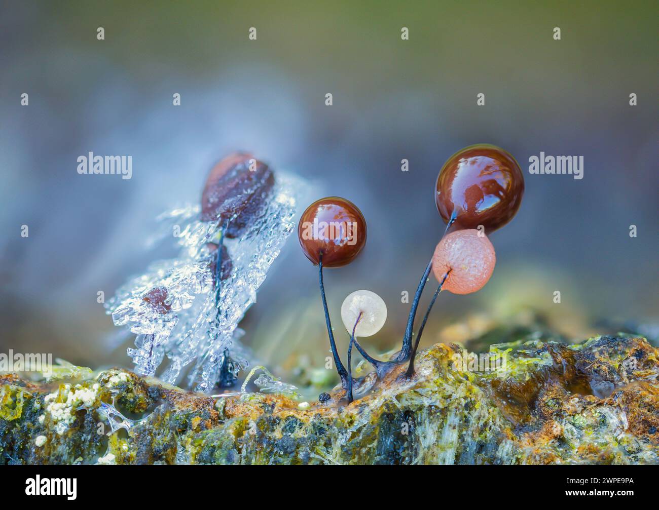 Slime mold - Phylum Mycetozoa or slime mould Stock Photo - Alamy