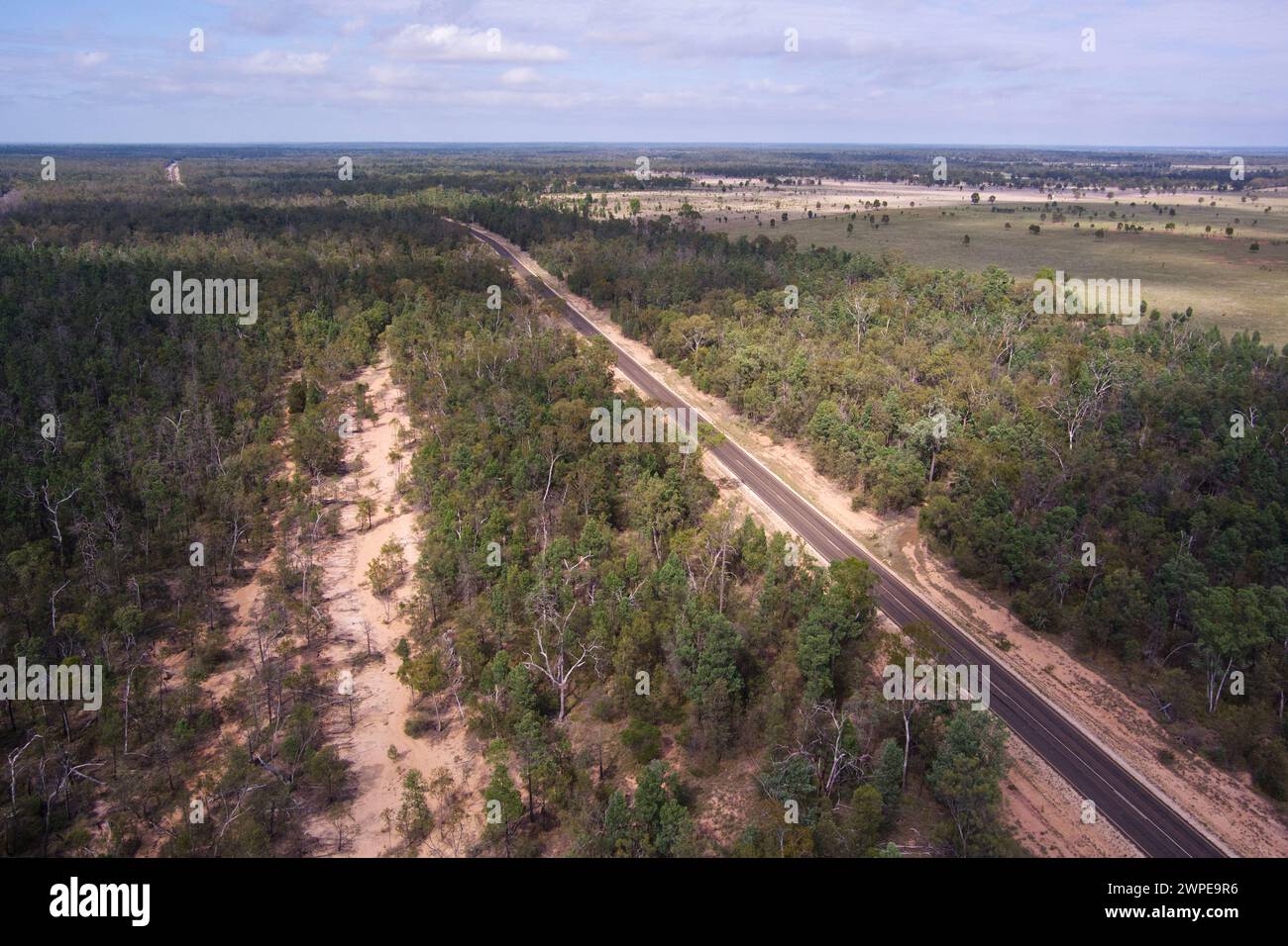 Old Corduroy Road, youg saplings of Cyprus Pine where laid down in wet ...