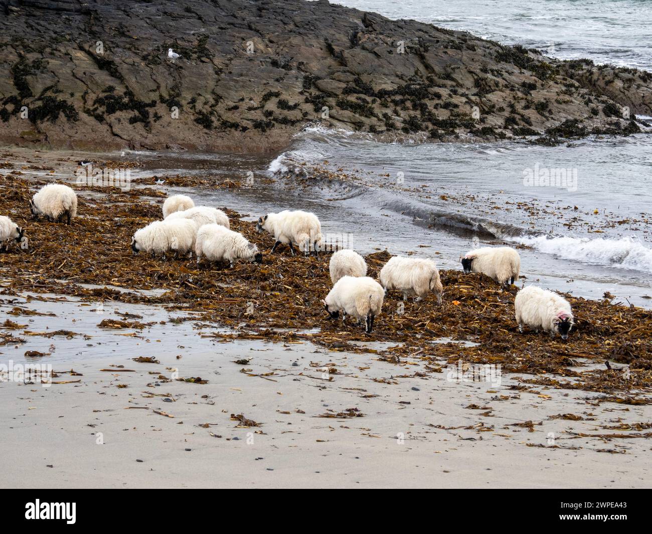 Sheep feeding on seaweed on the beach at Sanaigmore on Islay, Scotland ...