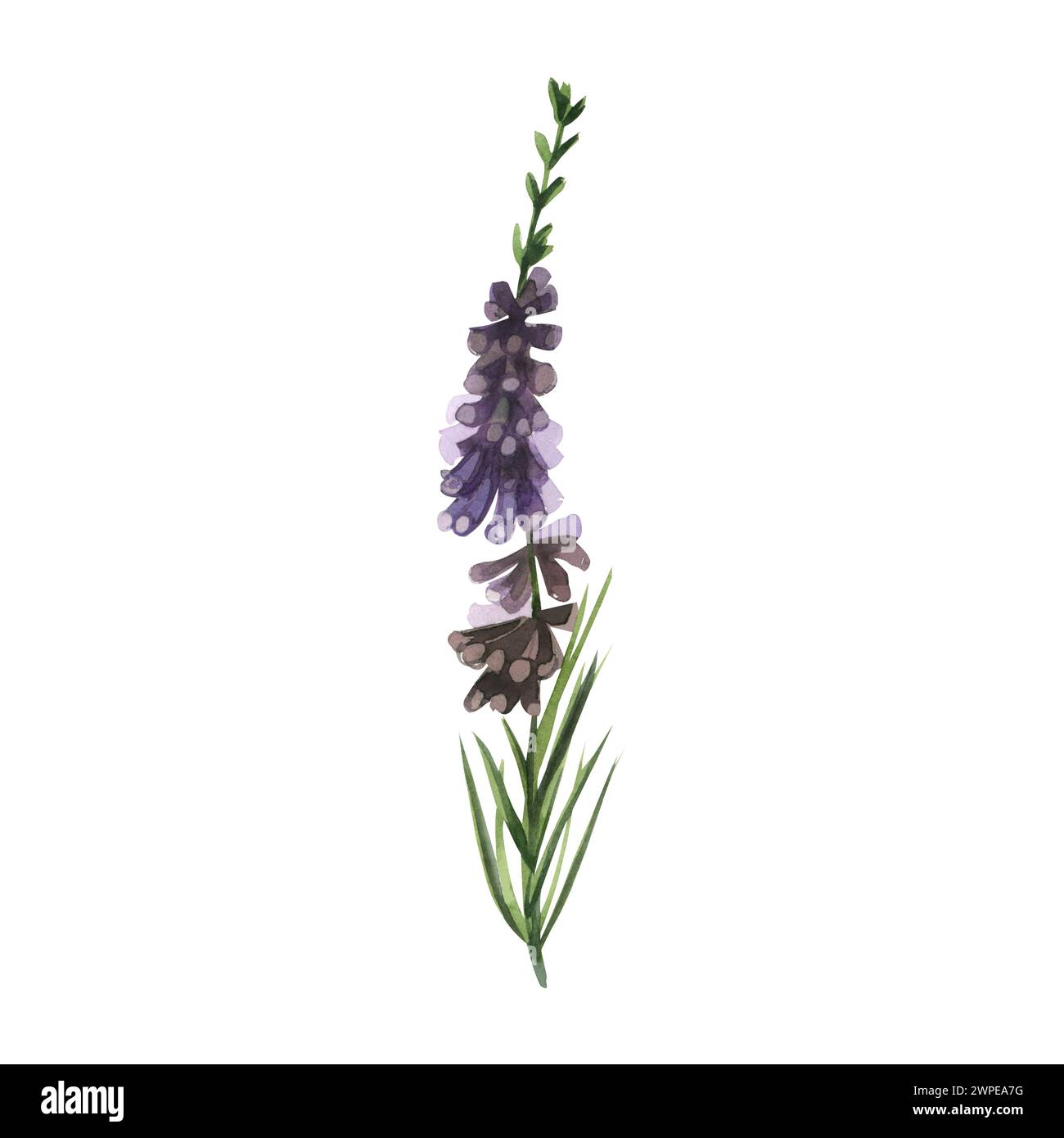Heather painted in watercolor on a white background. Watercolor ...