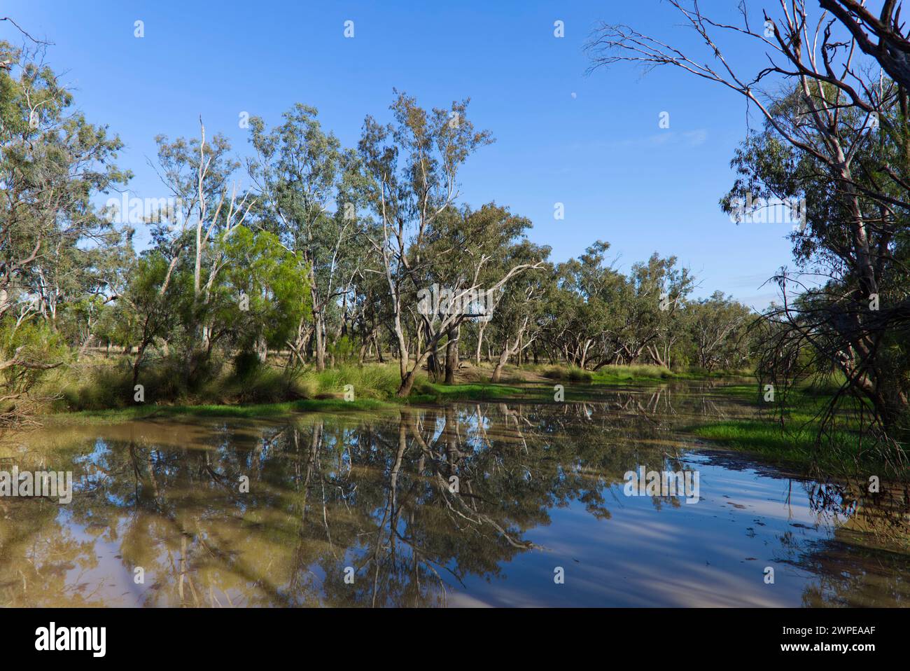 Frogmoor Lagoon - Water Lilies near Surat Queensland Australia Stock ...